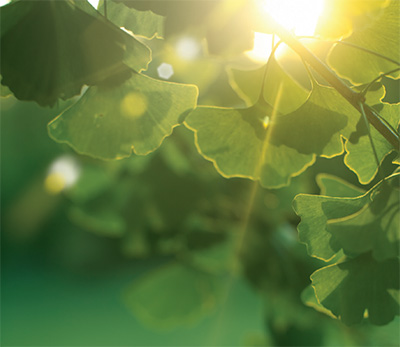 What is Environmentally Conscious Insurance